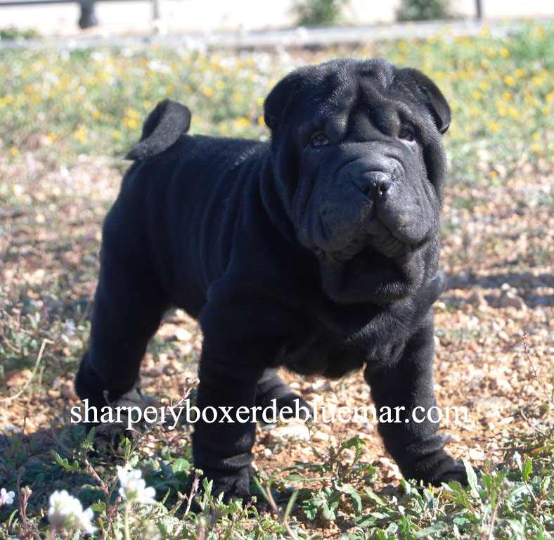Inicio - Shar peis de Bluemar - Shar peis de Bluemar